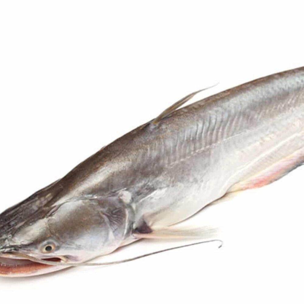 fish - future afrique fish - future afrique